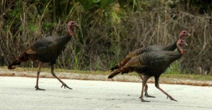 Osceola Turkeys Seen at Wild Florida