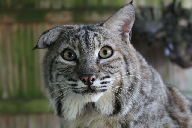 The Everglades Food Web: A Unique Ecosystem