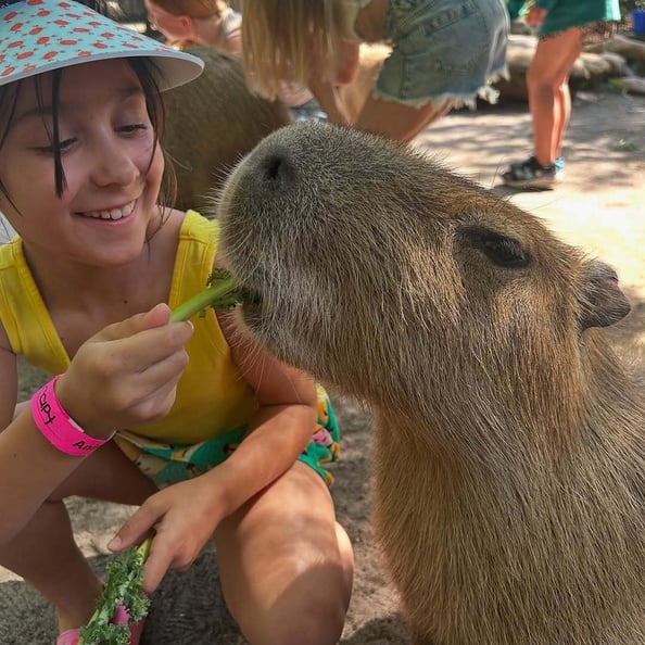 Are Capybaras Friendly? Meet One Yourself in Florida