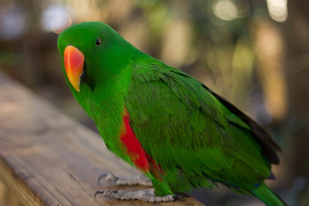 7 Birds in Our Walk-In Aviary