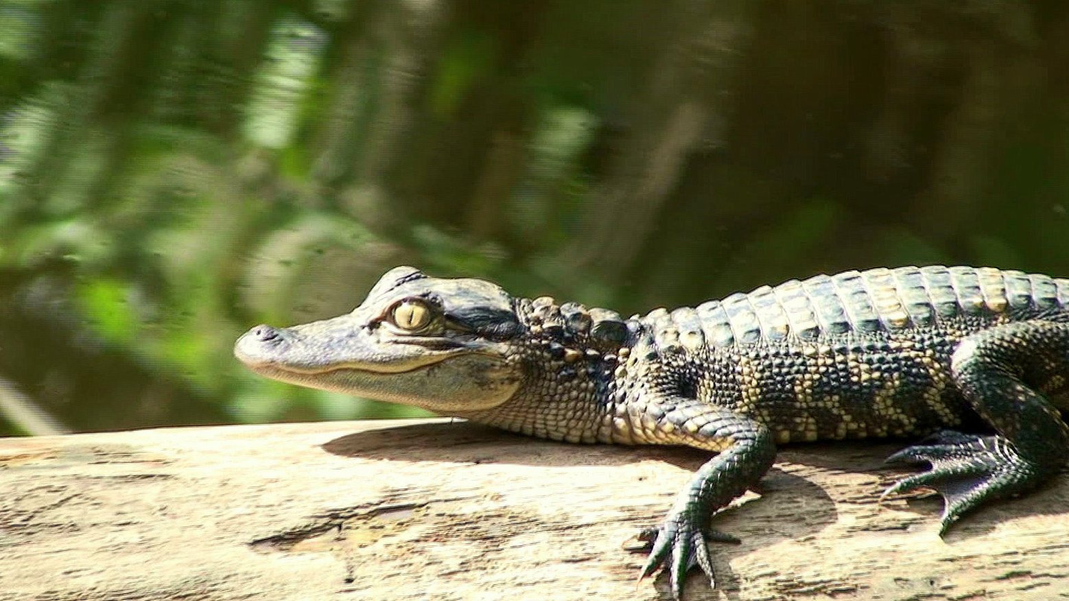 The Life of an Everglades Alligator