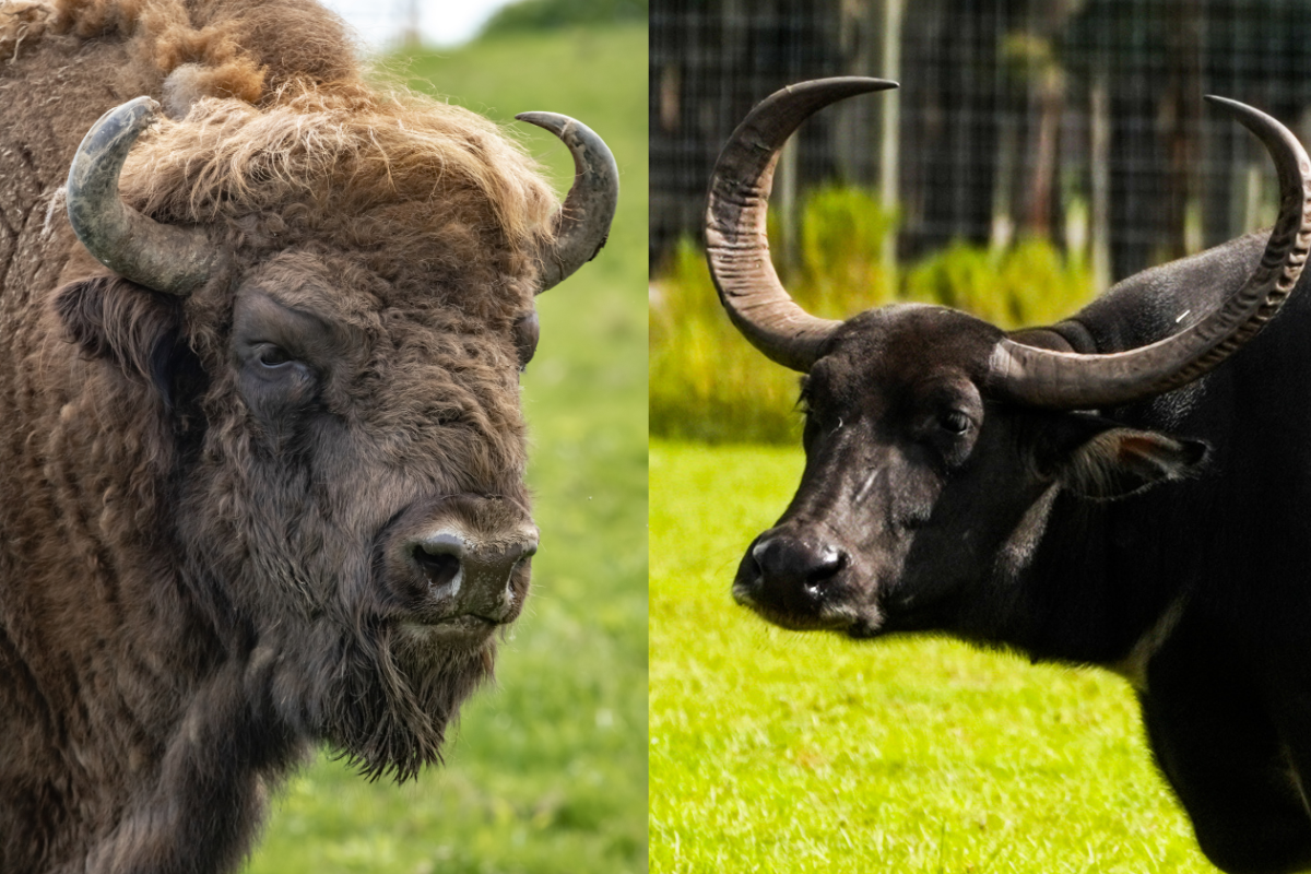 Water Buffalo vs Bison: Key Differences | Wild Florida