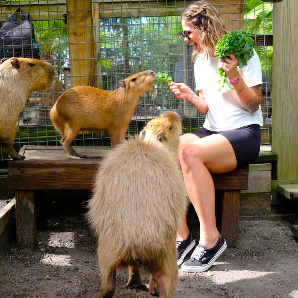 7 Must-Try Animal Encounters at Wild Florida’s Gator Park