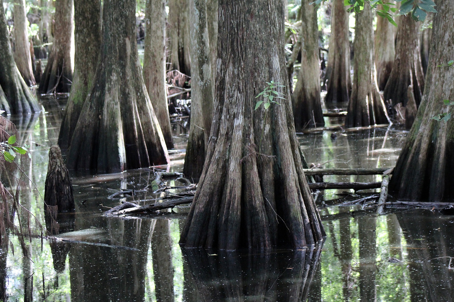 Fall Foliage from Florida's Cypress Trees