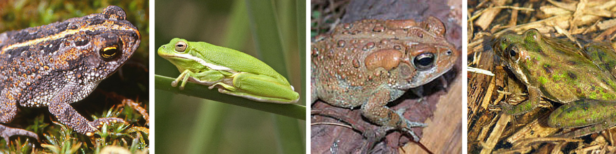 Amphibians You Can Spot on Airboat Tours