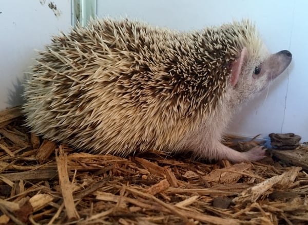 Animals That Love to Snuggle at Wild Florida