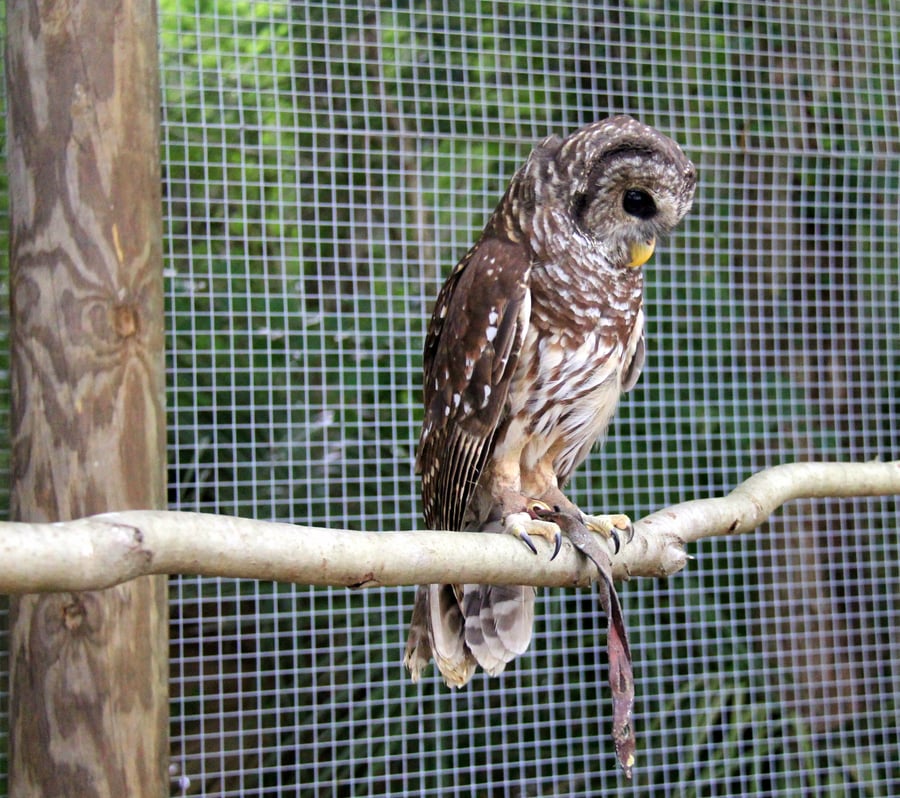 Meet These 5 Florida Critters at Wild Florida