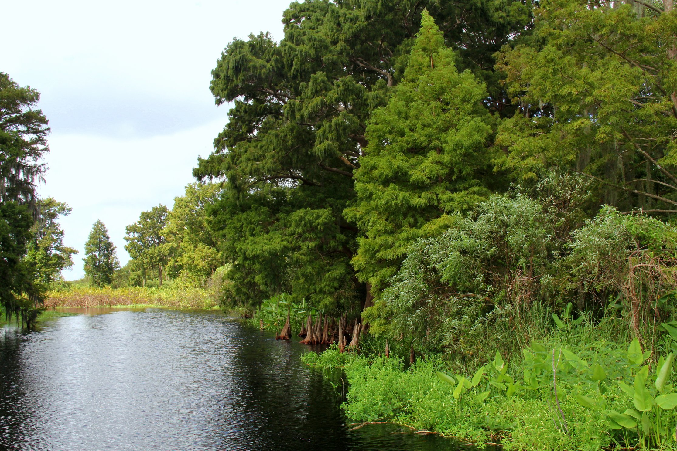Poisonous algae and how it's affecting Florida's waters