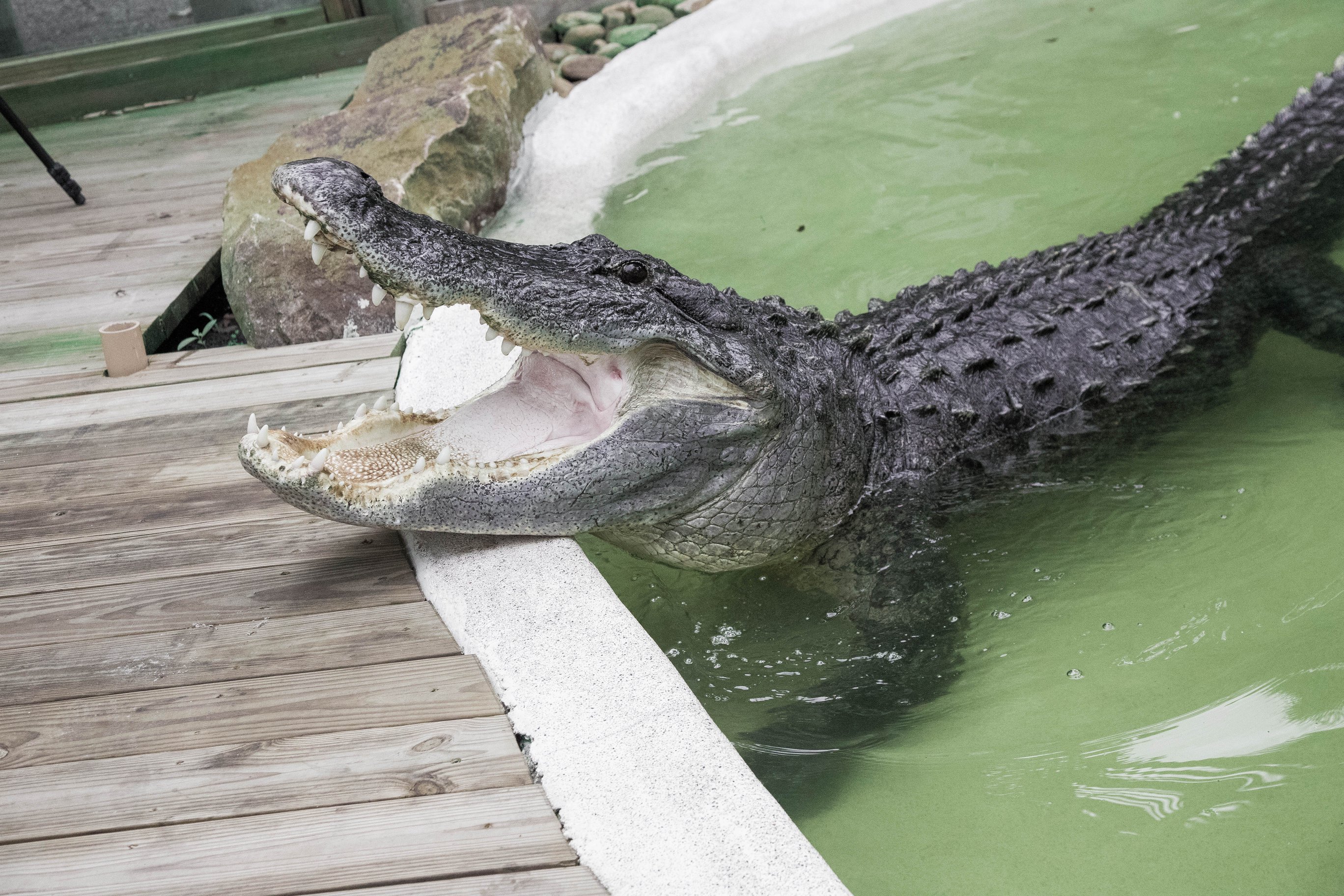 7 Native Florida Animals You Can Visit