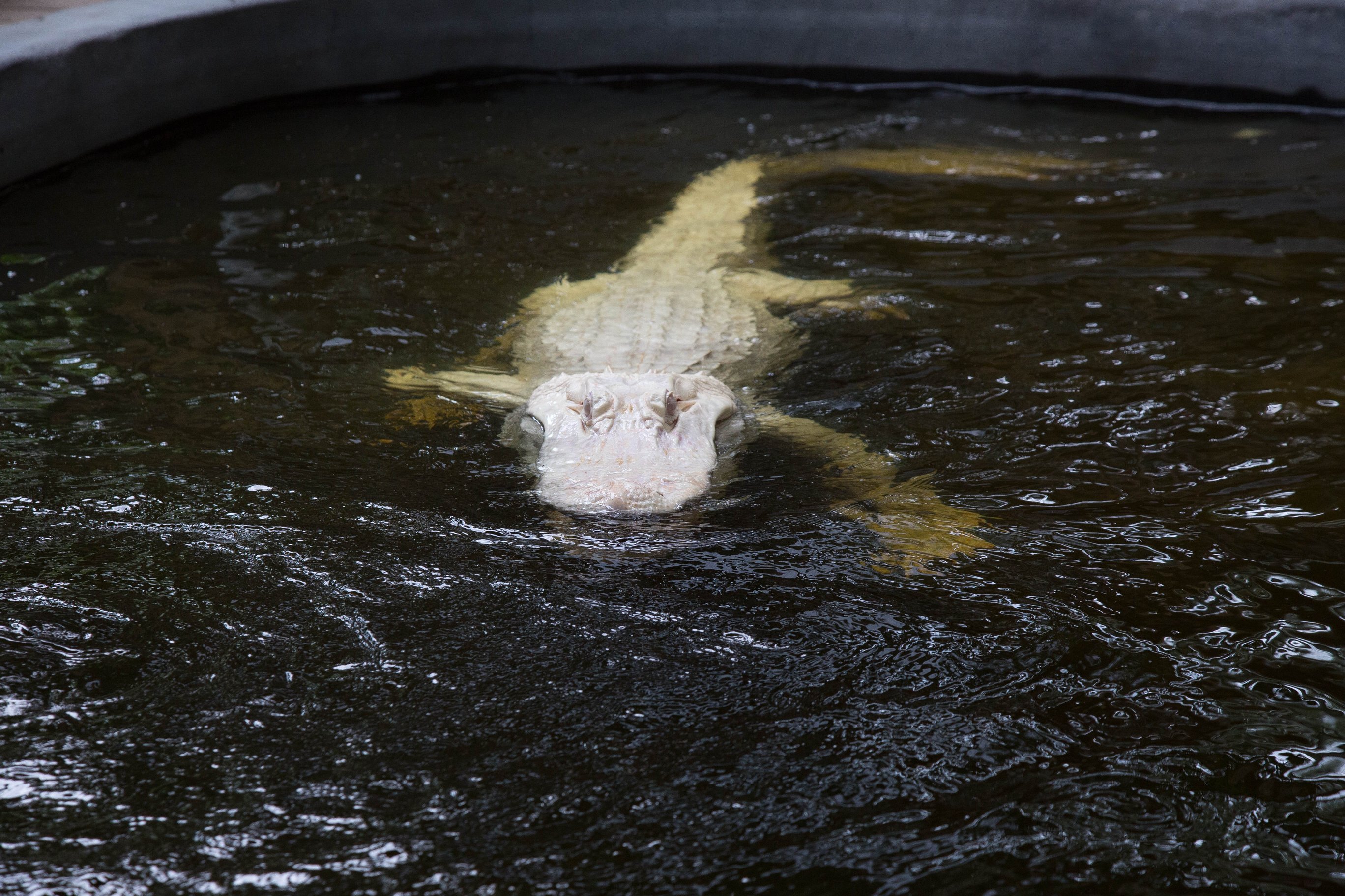 Gator Week is Back at Wild Florida