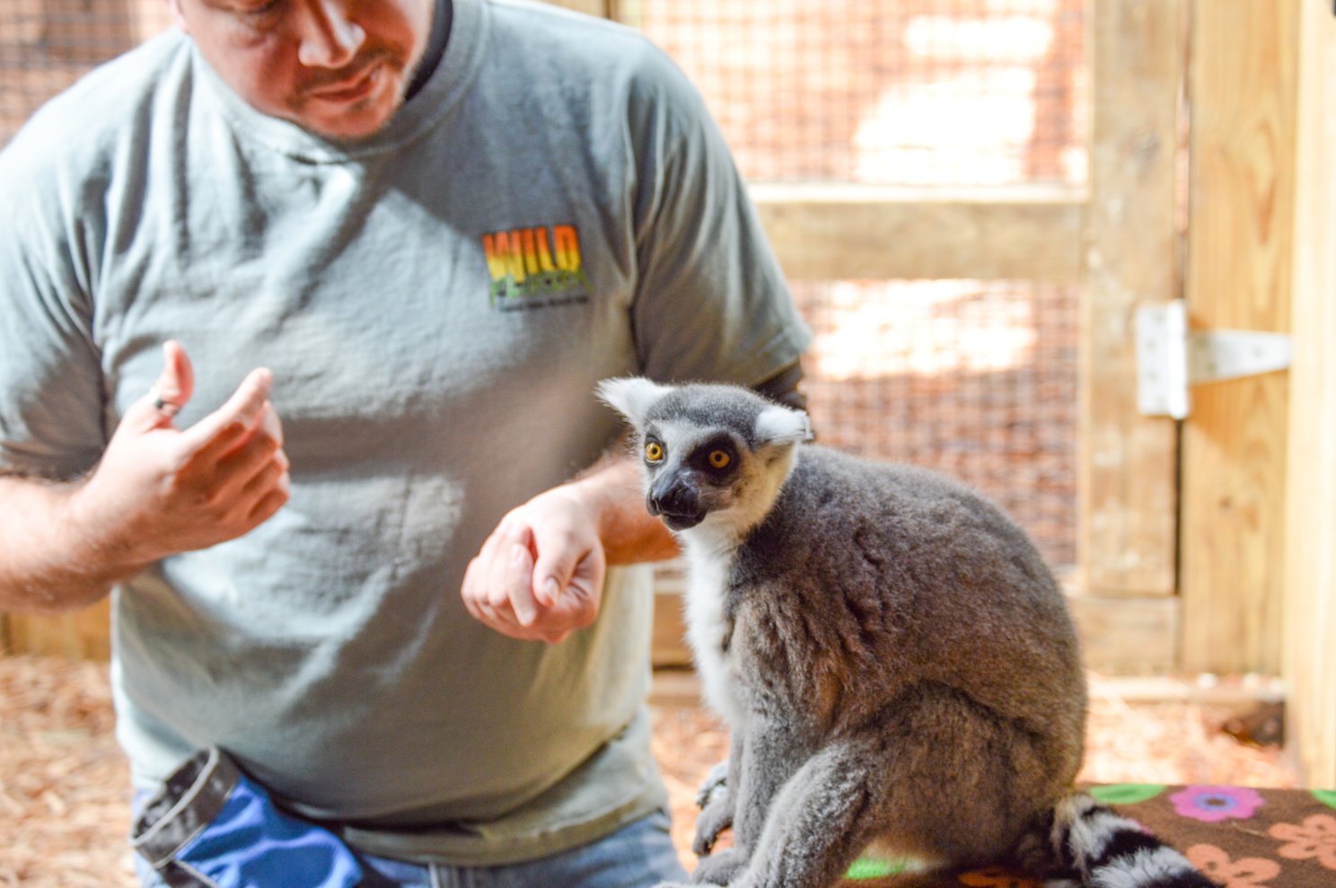 Fun Animal Experience: Wild Florida's Lemur Encounter