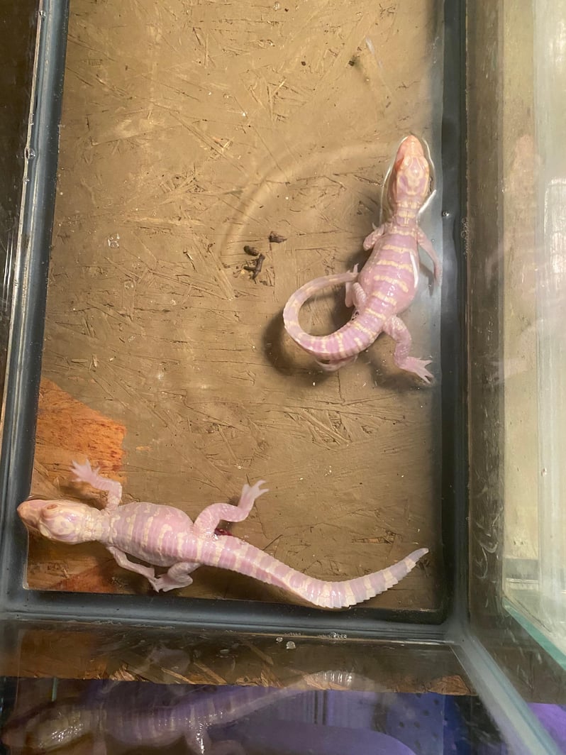 Albino Alligator Hatchlings at Wild Florida