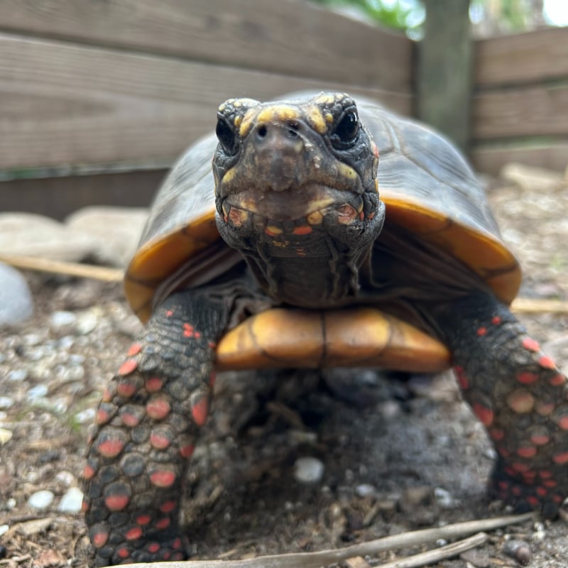 Red-Footed Tortoise Lifespan: How Long Do Tortoises Live?