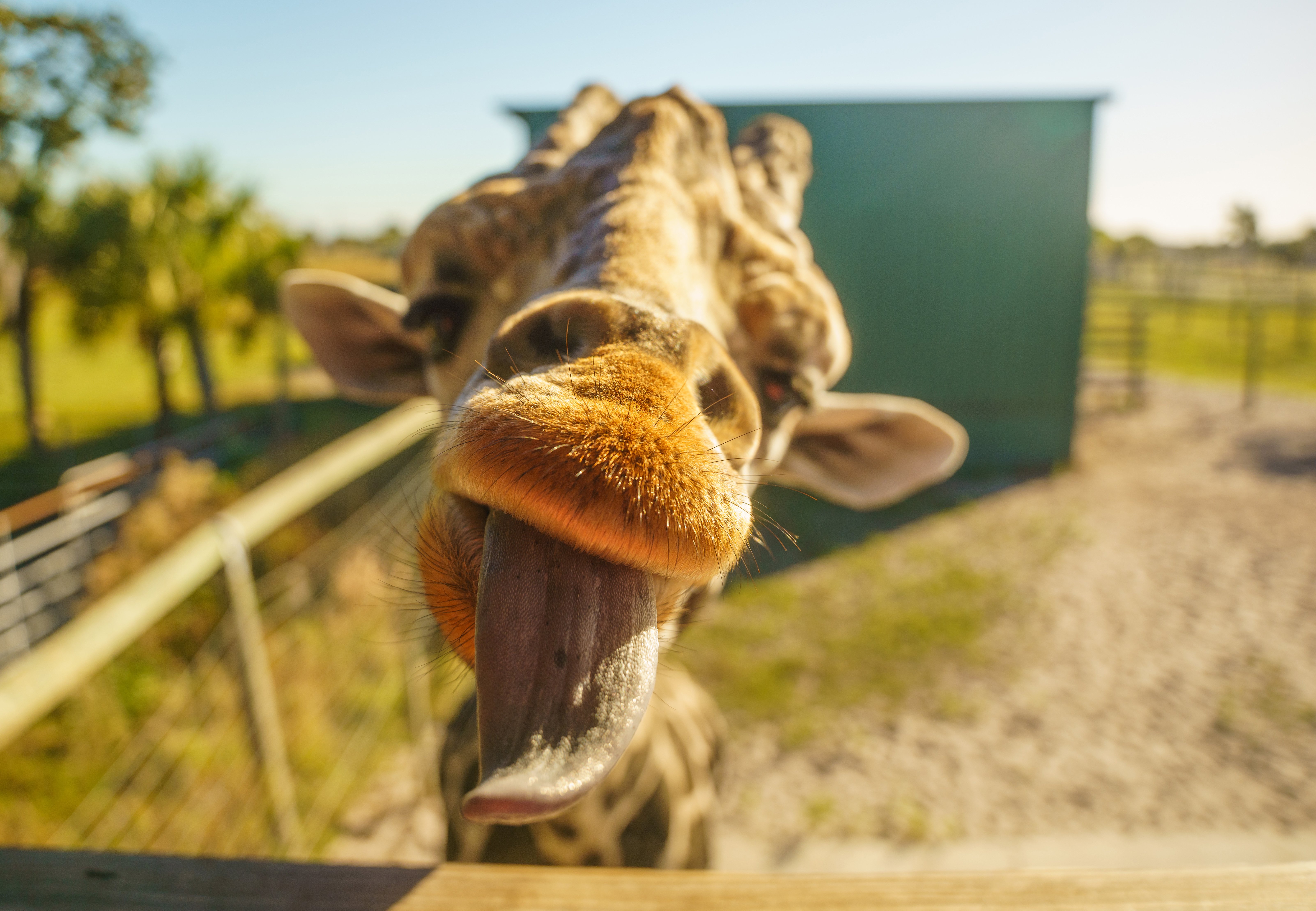 What Color Is a Giraffe's Tongue?
