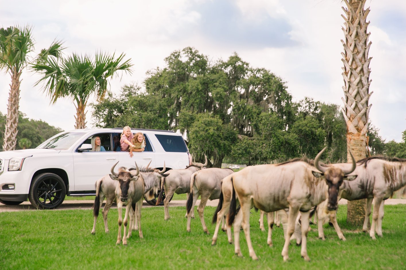 Back-to-School Bash at Wild Florida’s Drive-Thru Safari
