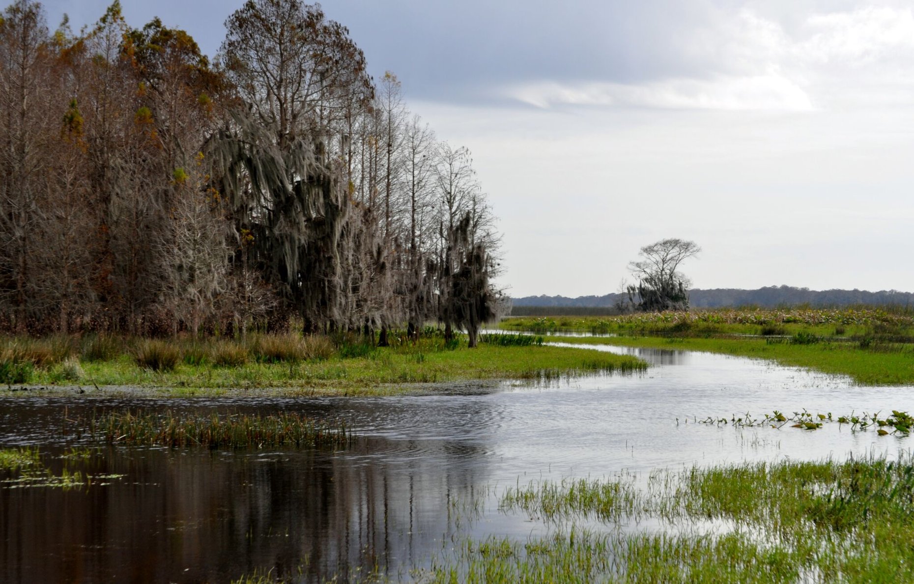 How to Preserve the Everglades' Natural Beauty