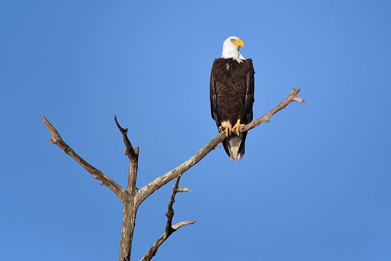 The Bald Eagle in Florida: A Profile