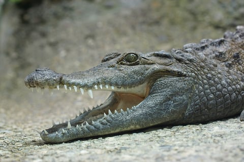 7 Native Florida Animals You Can Visit
