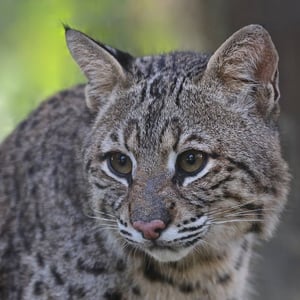 8 animals native to Florida to visit in our Gator Park