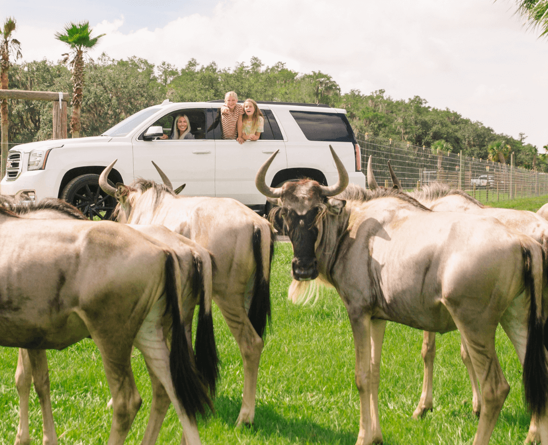 Wild Savings: Half-Price Animal Encounters & Safari Fun!