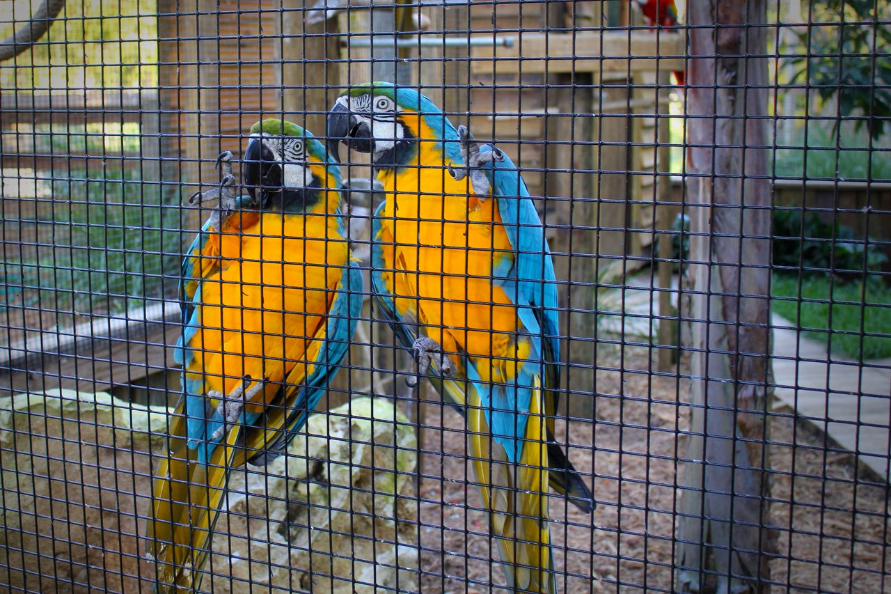 Feathery Residents of Wild Florida's Macaw Aviary