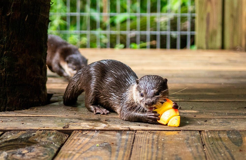 Do Otters Mate for Life? The Truth Behind Otter Love
