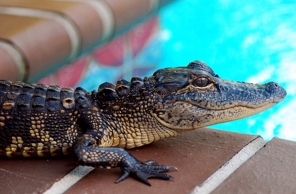 5 Weirdest Places Gators Were Found