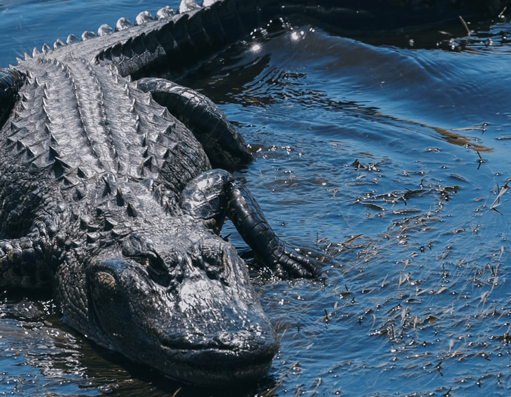 The Everglades Food Web: A Unique Ecosystem