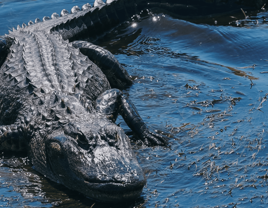 The Everglades Food Web: A Unique Ecosystem