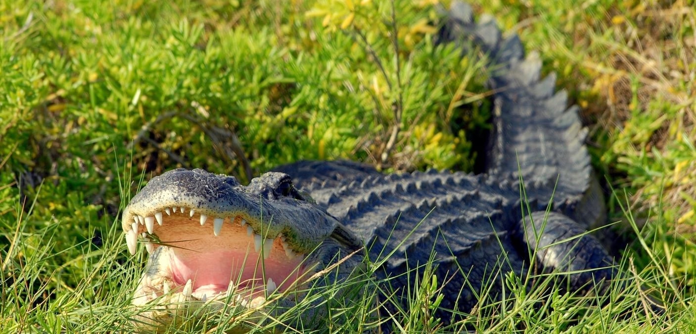 6 alligator myths - Debunked!