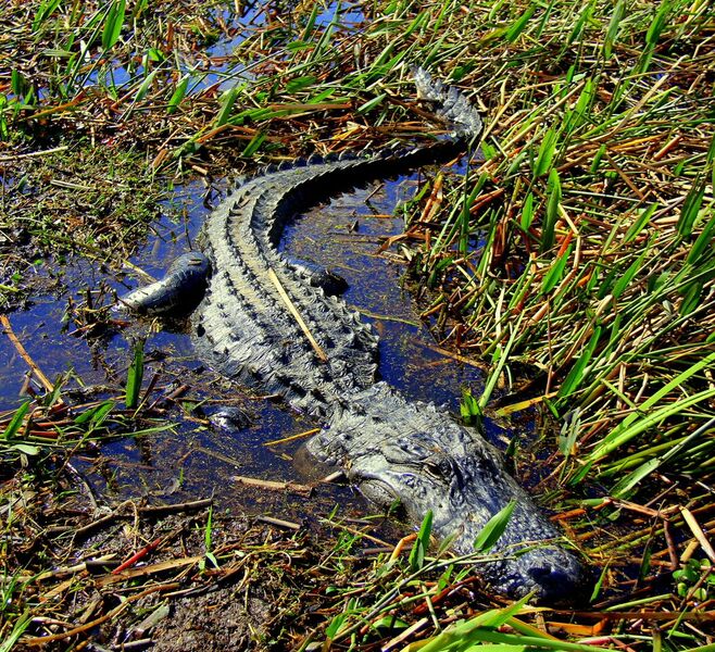 6 alligator myths - Debunked!