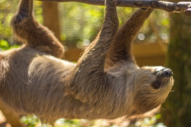 Expert Answers on Sloths and Gators