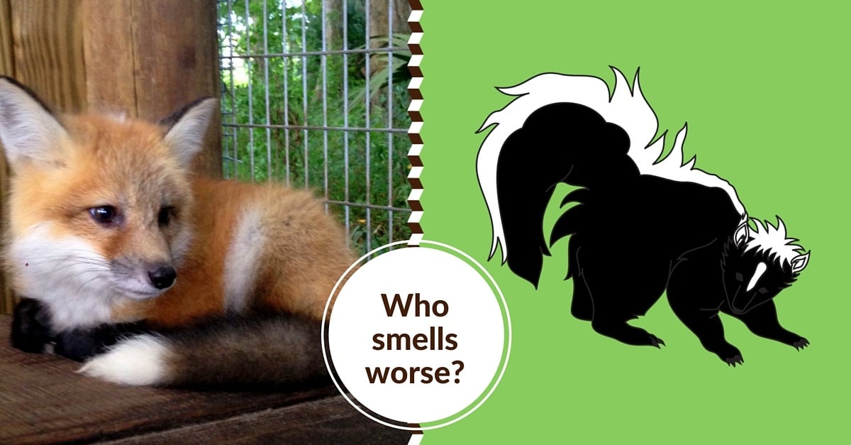 We know what the fox says, but you don't know how bad he smells...